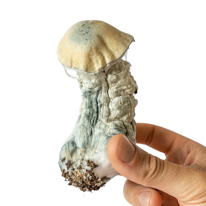 Melmac Monster Liquid Culture Syringe for UK Shroomers
