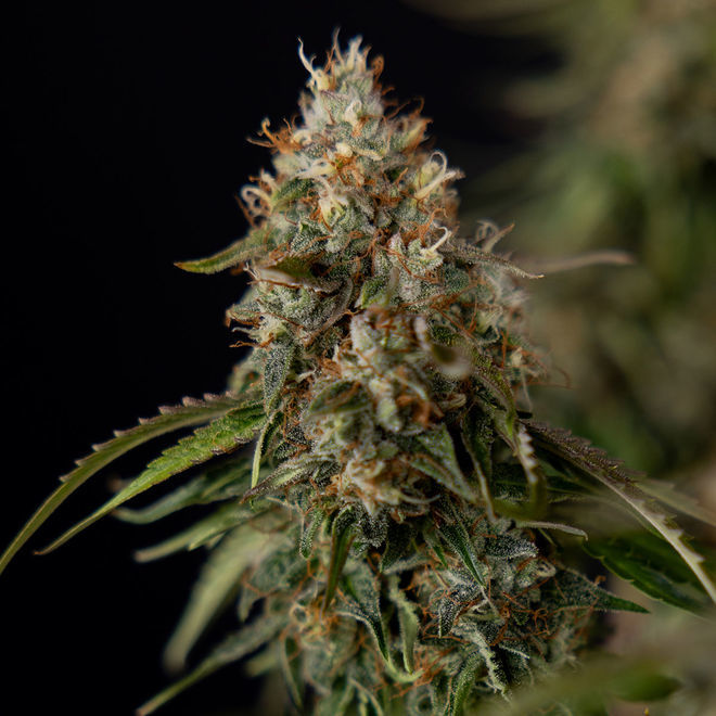 Runtz F1 Hybrid Automatic | Zamnesia Seeds