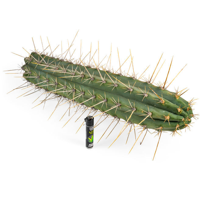 Peruvian Torch XL (Echinopsis Peruviana)
