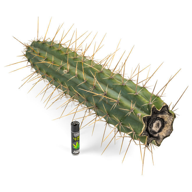 Peruvian Torch XL (Echinopsis Peruviana)