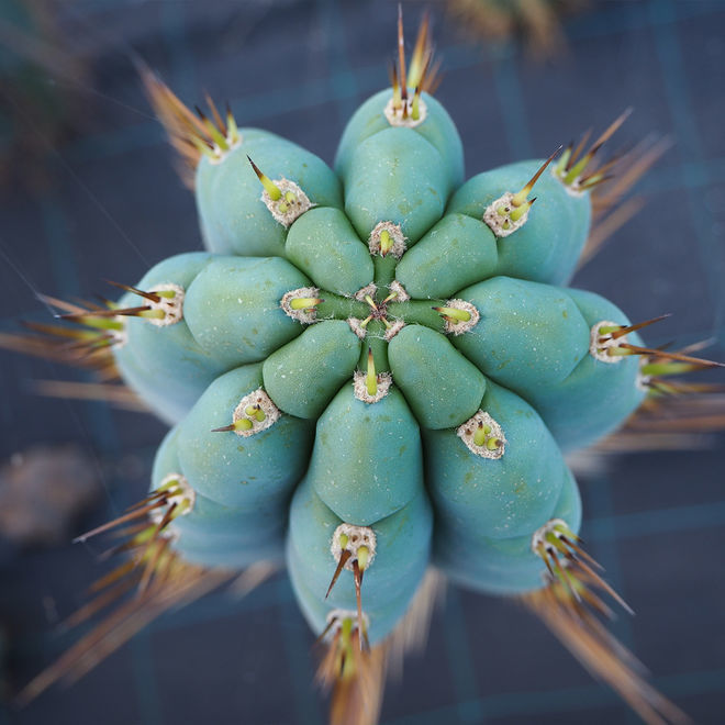 Peruvian Torch XL (Echinopsis Peruviana)