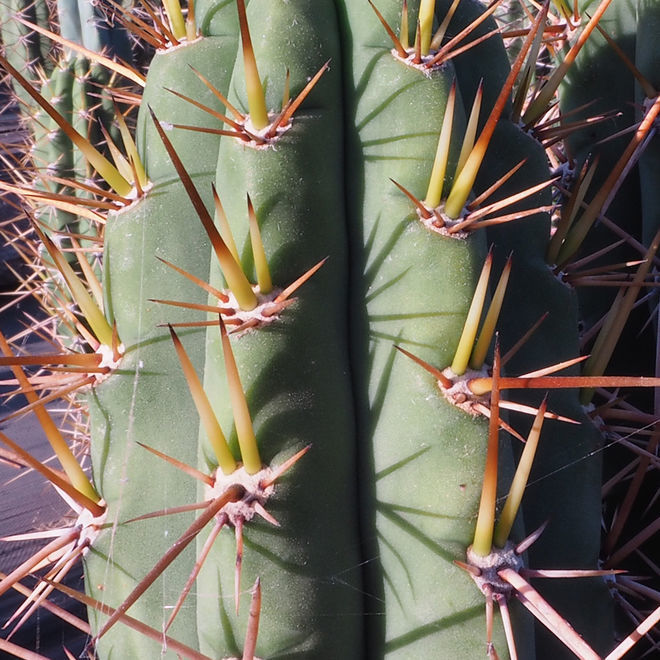 Peruvian Torch XL (Echinopsis Peruviana)