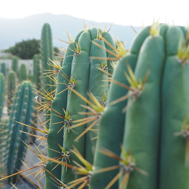 Peruvian Torch XL (Echinopsis Peruviana)