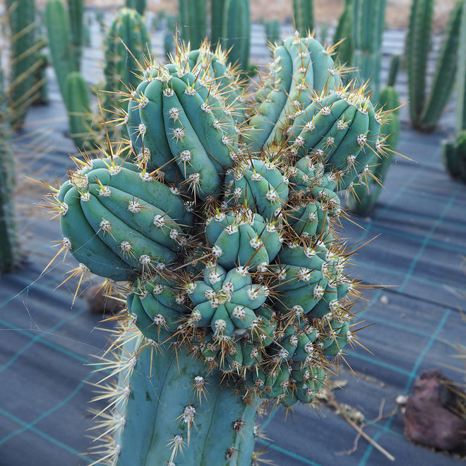 Peruvian Torch XL (Echinopsis Peruviana)