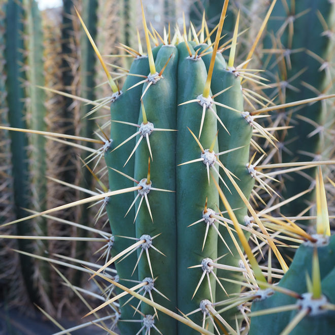Peruvian Torch XL (Echinopsis Peruviana)