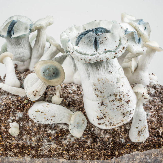 Buy Ready-2-Grow APE Bag | Easy Shroom Grow Kit