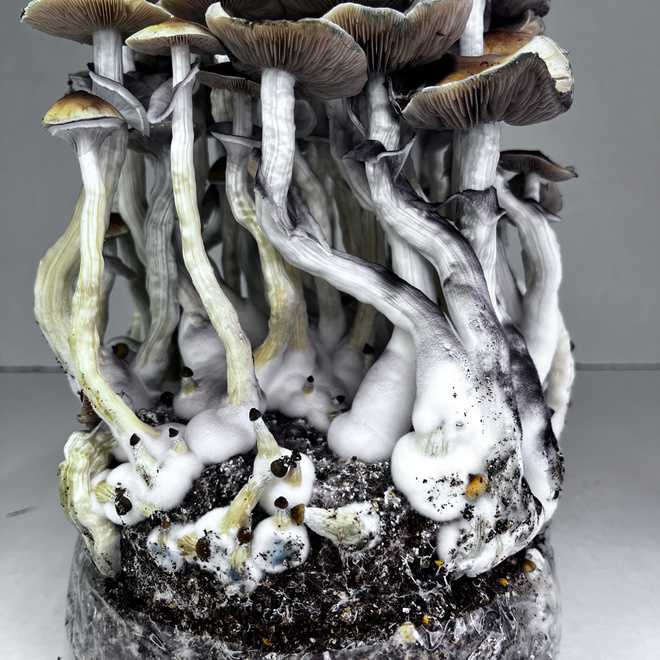 McKennaii Ready-2-Grow Bag - Easy Cultivation Kit | Zamnesia